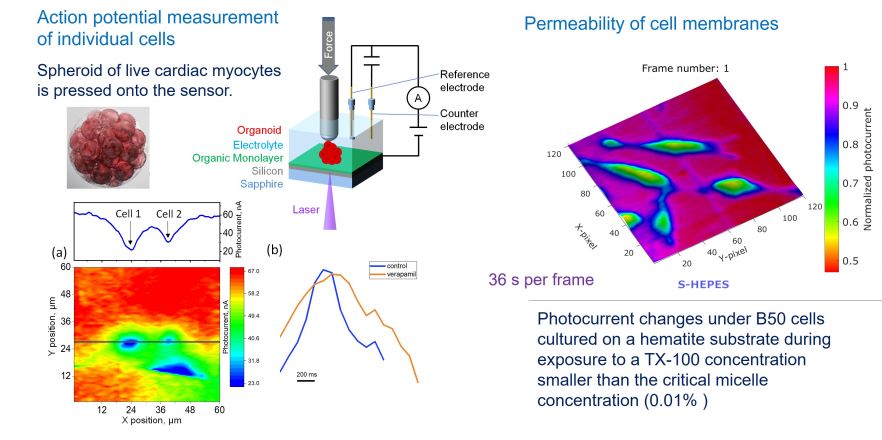 Live cell imaging with LAPS and PEI: QMUL School of Engineering and Materials Science